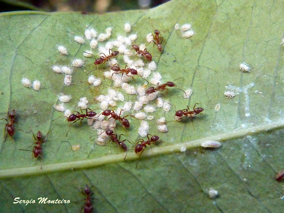 Ants tending a herd of mealybugs | Project Noah