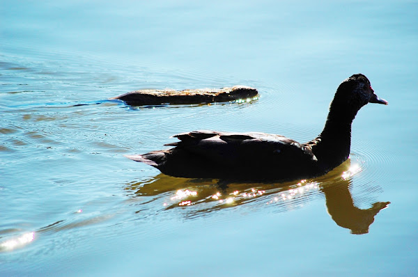 Round Tail Muskrat | Project Noah