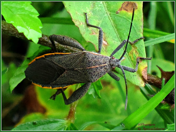 Sweet Potato Bug | Project Noah