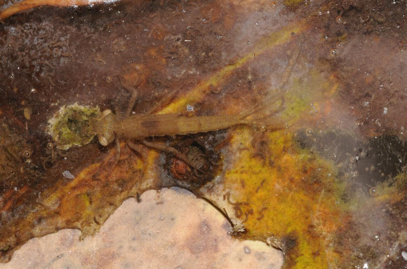 Damselfly (naiad) | Project Noah