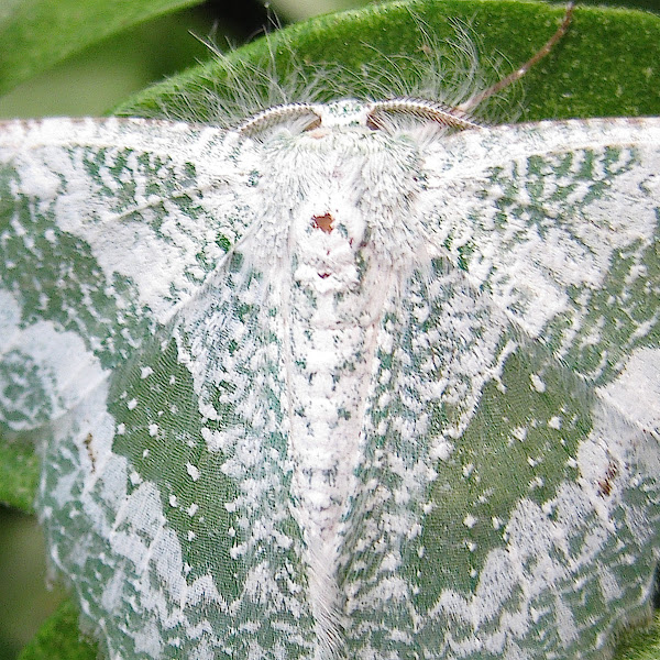 Bizarre Looper Moth (Male) | Project Noah