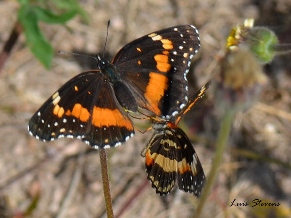 Bordered Patch Butterfly | Project Noah