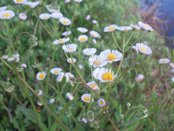 White Aster | Project Noah