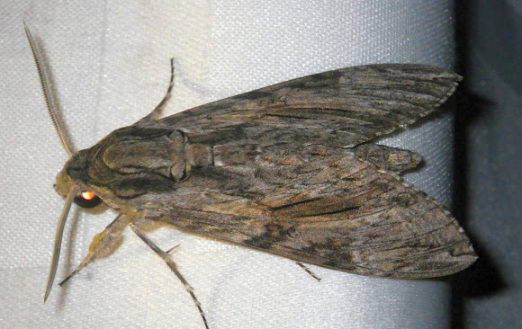 Convolvulus Hawk Moth | Project Noah