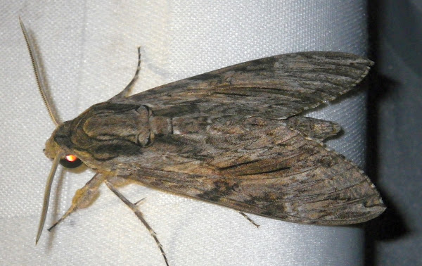 Convolvulus Hawk Moth | Project Noah