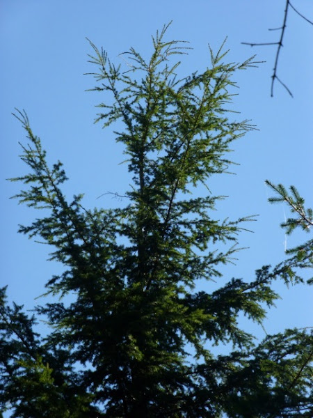Western Hemlock | Project Noah