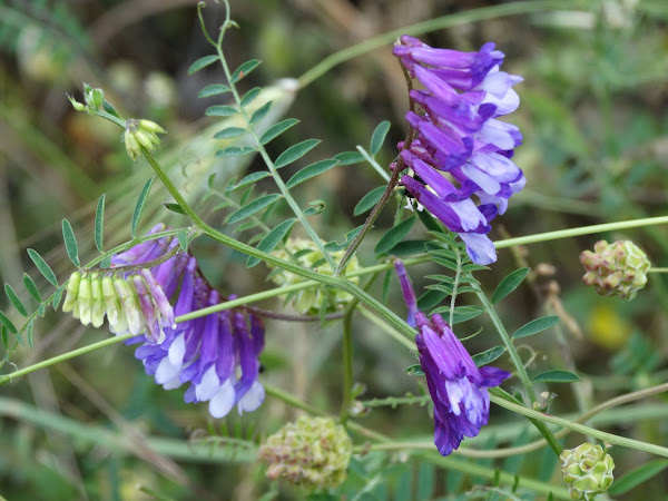 Fodder Vetch | Project Noah