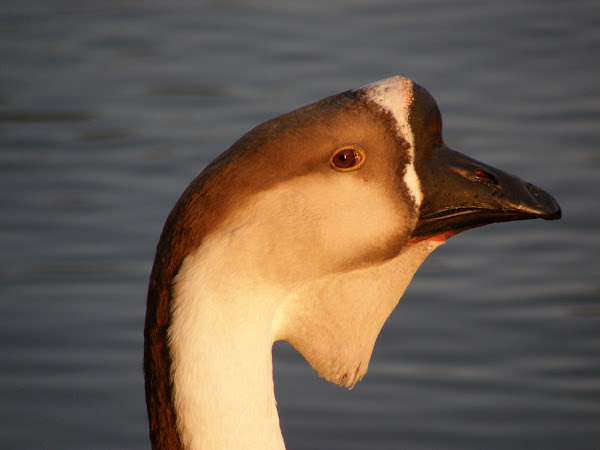 Chinese Swan Goose | Project Noah