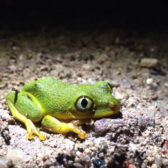 Seychelles Tree Frog | Project Noah