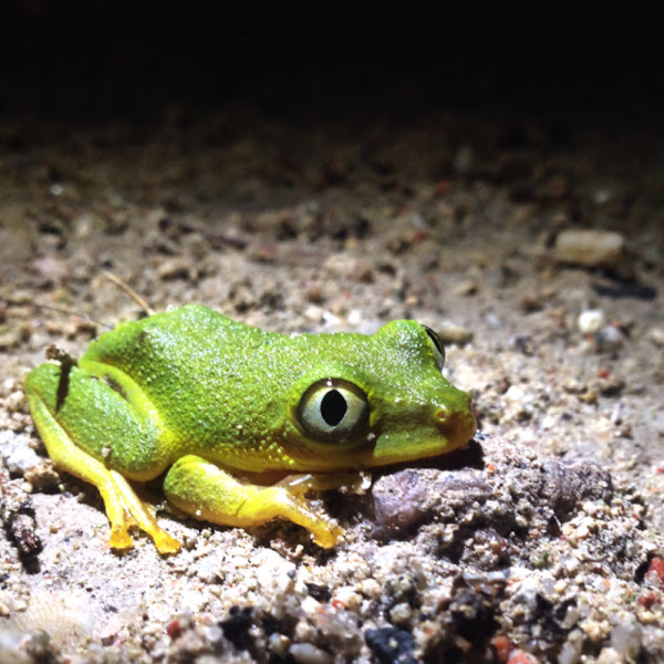 Seychelles Tree Frog | Project Noah