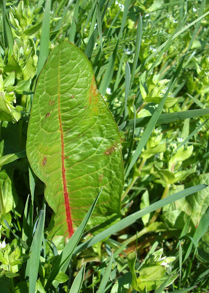 Patience Dock / Konjski štavelj | Project Noah