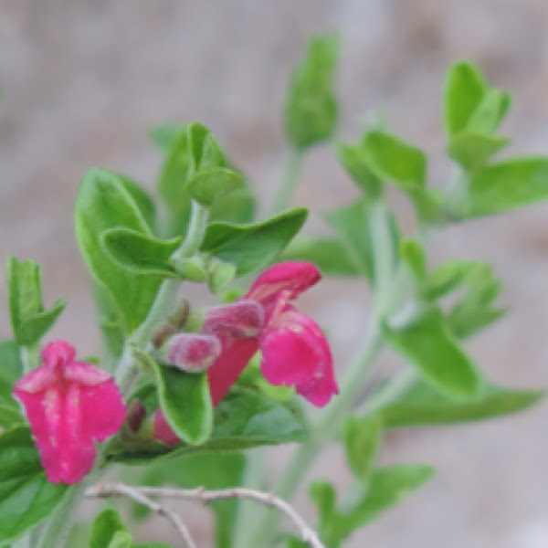 Pink Skullcap | Project Noah