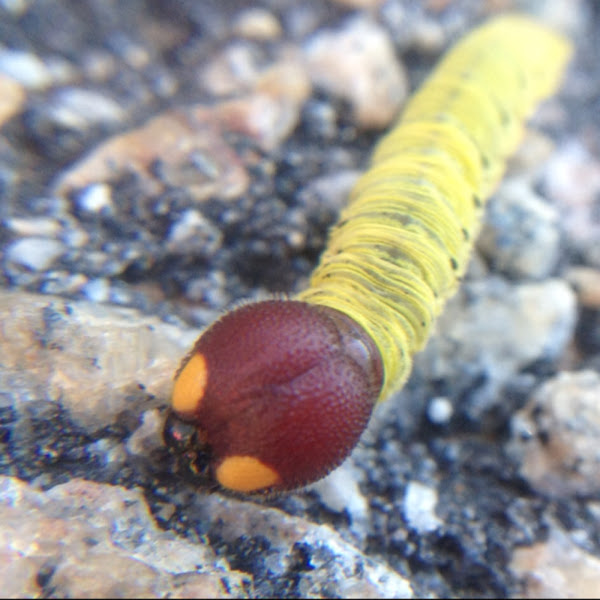 Silver-spotted Skipper Larva | Project Noah