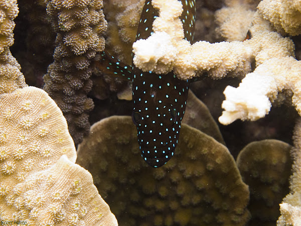 Blue-spotted Rockcod | Project Noah