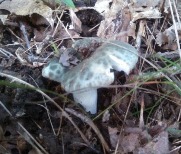 unknown | Project Noah