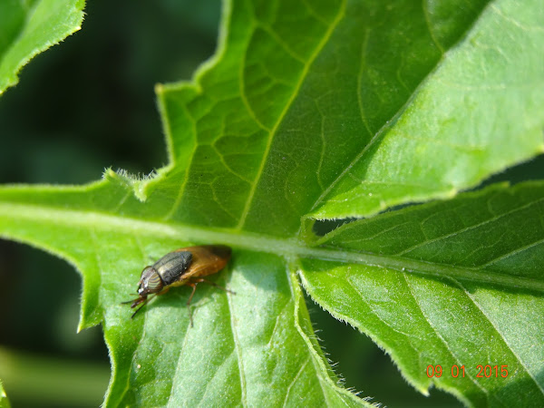 Weevil | Project Noah