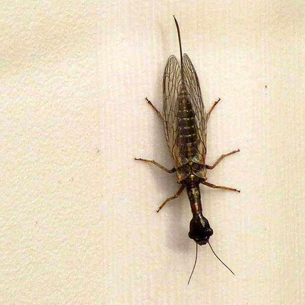 snake Fly | Project Noah