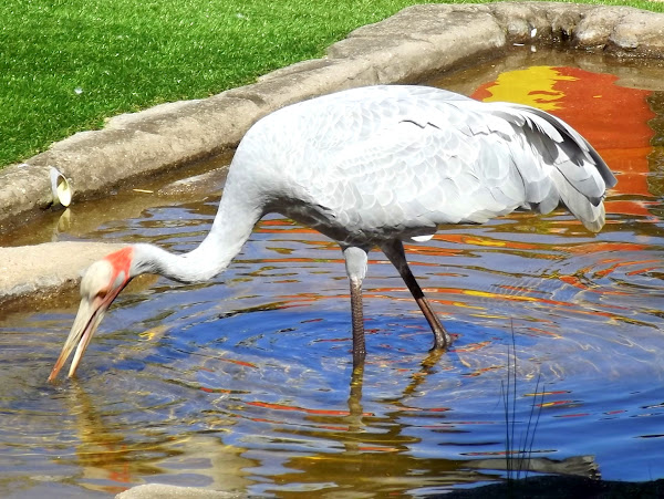 Brolga | Project Noah