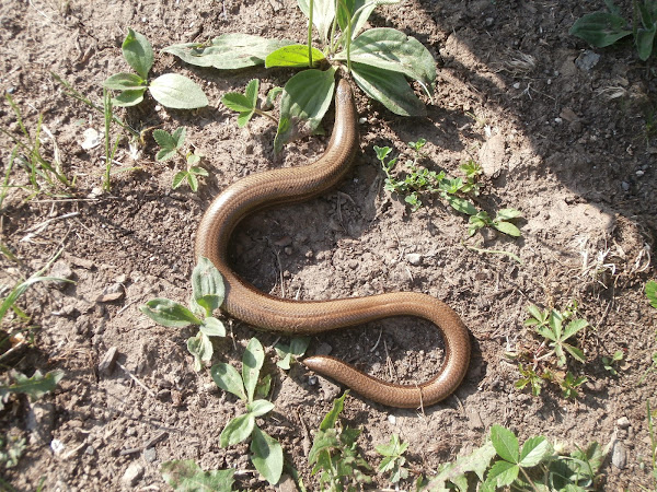 Slow worm | Project Noah