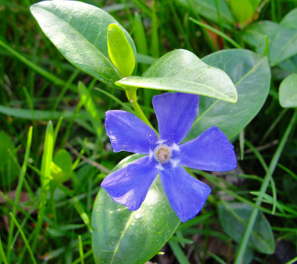 Periwinkle | Project Noah