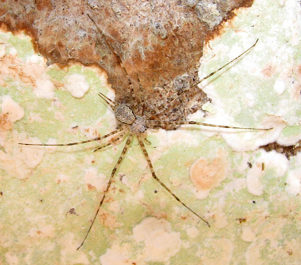 Tree Trunk Spider | Project Noah