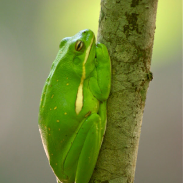 Green tree frog | Project Noah