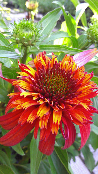 Cone flower | Project Noah