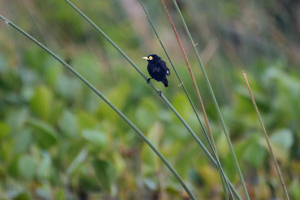 Spectacled Tyrant | Project Noah