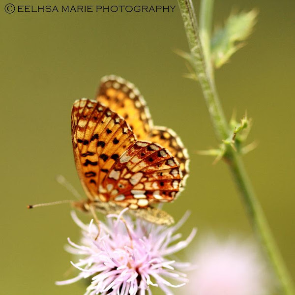 Silver Bordered Fritillary (Small Pearl Bordered Fritillary) | Project Noah