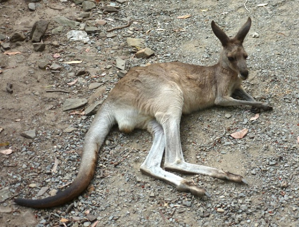 Kangaroo | Project Noah