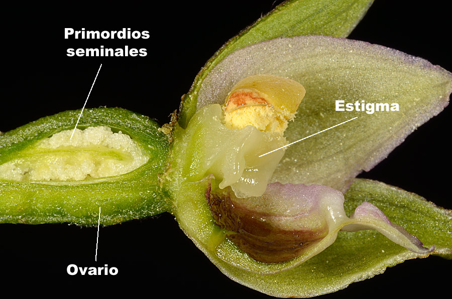 Orquideas Ibericas - Características generales
