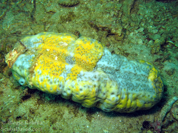 Eye-spotted Sea Cucumber | Project Noah