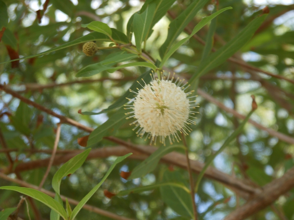 Common Buttonbush | Project Noah