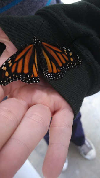 Monarch Butterfly | Project Noah