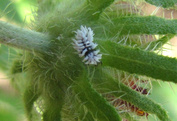 Mealybug destroyer, a ladybug nymph | Project Noah