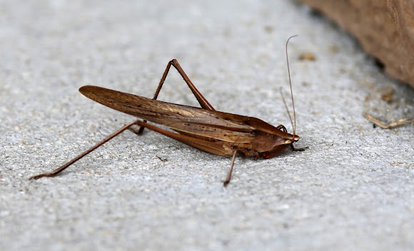 Broad-tipped conehead katydid | Project Noah