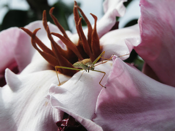 Rice ear bug | Project Noah