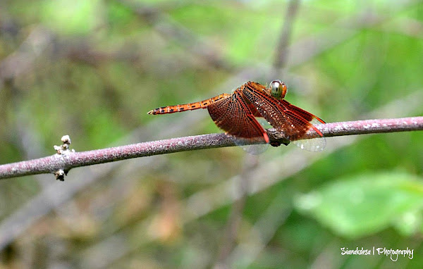 Red Grasshawk, Common Parasol | Project Noah