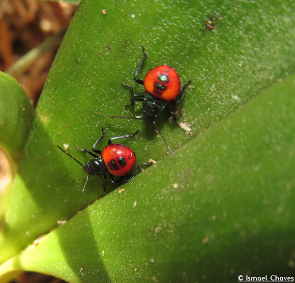 Florida Predatory Stink Bug nymph | Project Noah