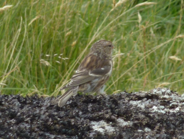 Linnet (female) | Project Noah