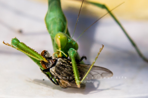 Praying Mantis | Project Noah