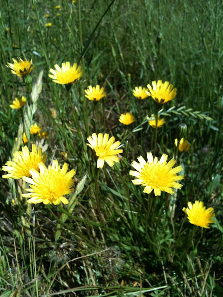 yellow hawkweed | Project Noah