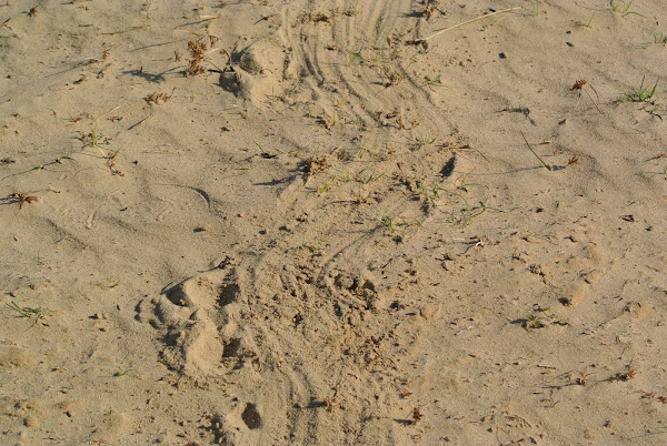 American Alligator Tracks | Project Noah