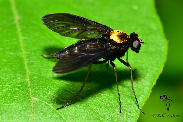 Golden-Black Snipe Fly | Project Noah