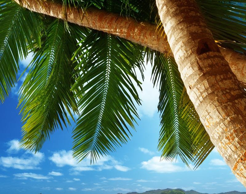 New Concept 29+ Live Wallpaper Pc Beach