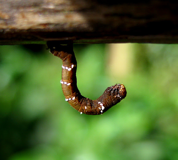 Brown Inchworm | Project Noah