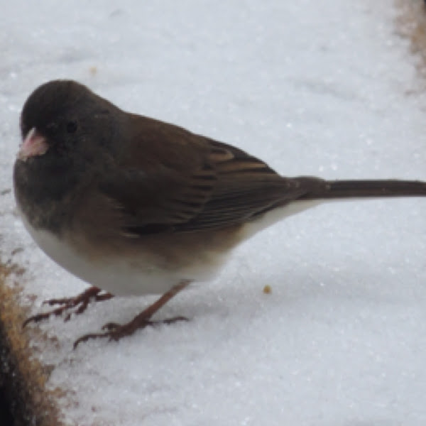 Dark-eyed Junco Slate-colored Group | Project Noah