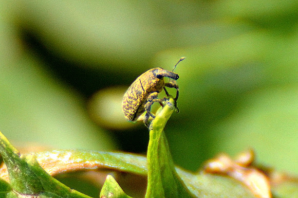 yellow weevil | Project Noah
