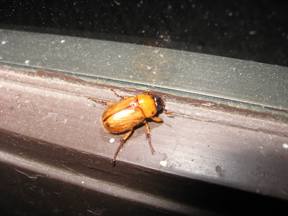 Masked Chafer Beetle | Project Noah