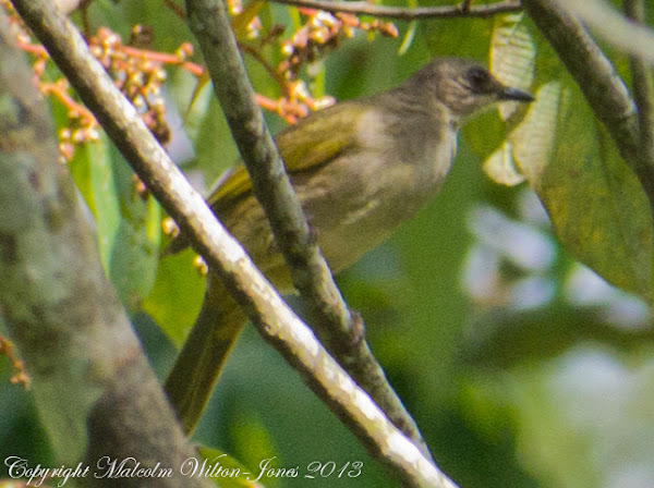 Olive-winged Bulbul | Project Noah